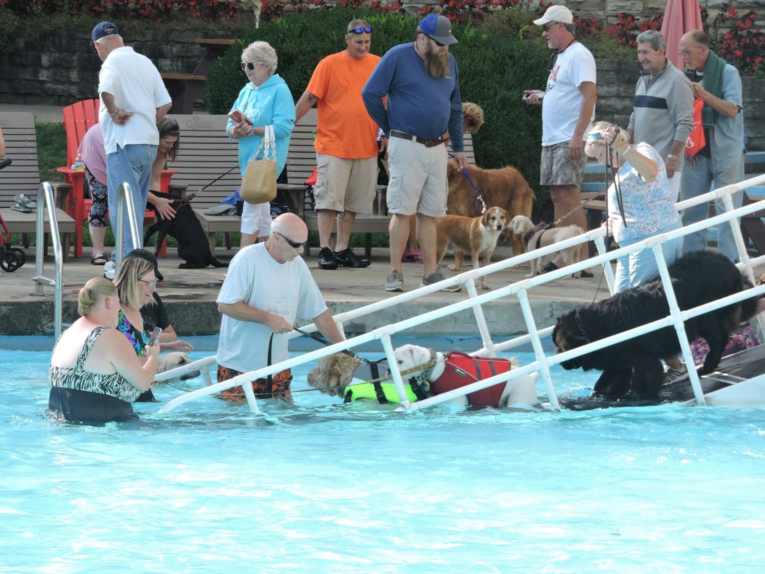 Drool at the Pool Event Held at Oglebay Park | News, Sports, Jobs - The ...